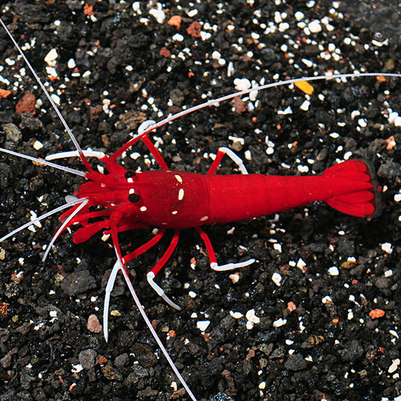 Blood Red Fire Shrimp (Lysmata debelius) – Cincinnati Coral and Aquarium