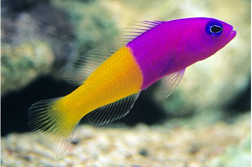 bicolor dottyback size