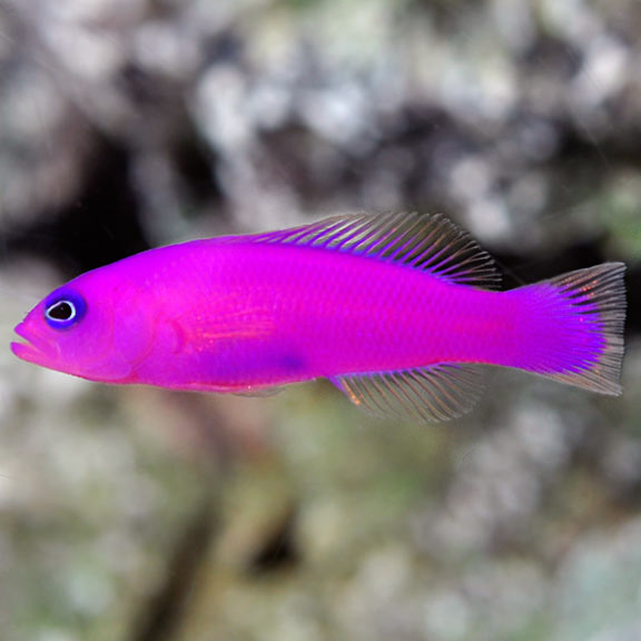 Purple (Strawberry) Dottyback (Pseudochromis porphyreus) – Cincinnati ...