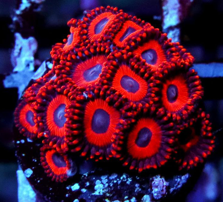 Red Oxide Zoanthids - Zoanthus sp. – Cincinnati Coral and Aquarium