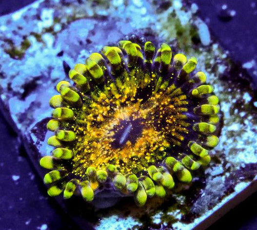 Soprano The Return Zoanthids - Zoanthus sp. – Cincinnati Coral and Aquarium