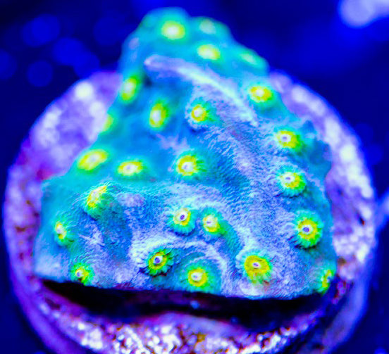 Buzz Kill Chyphastrea - Chyphastrea Sp. – Cincinnati Coral and Aquarium