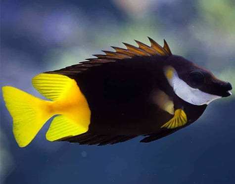 foxface fish compatibility