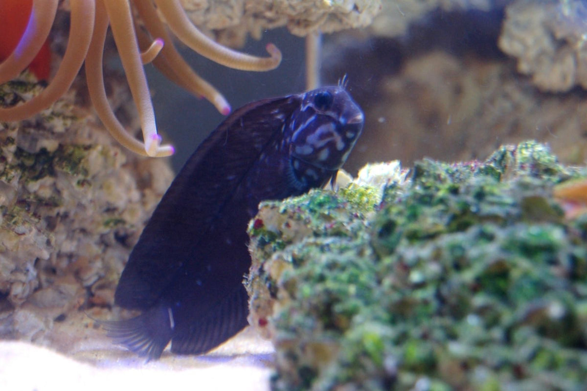 Black Combtooth Blenny (Ecsenius namiyei) – Cincinnati Coral and Aquarium