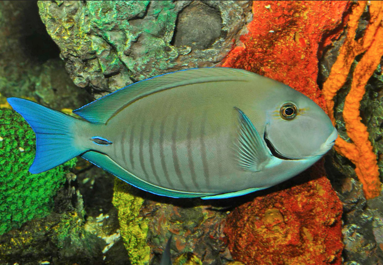Doctorfish Tang - (Acanthurus chirurgus) – Cincinnati Coral and Aquarium