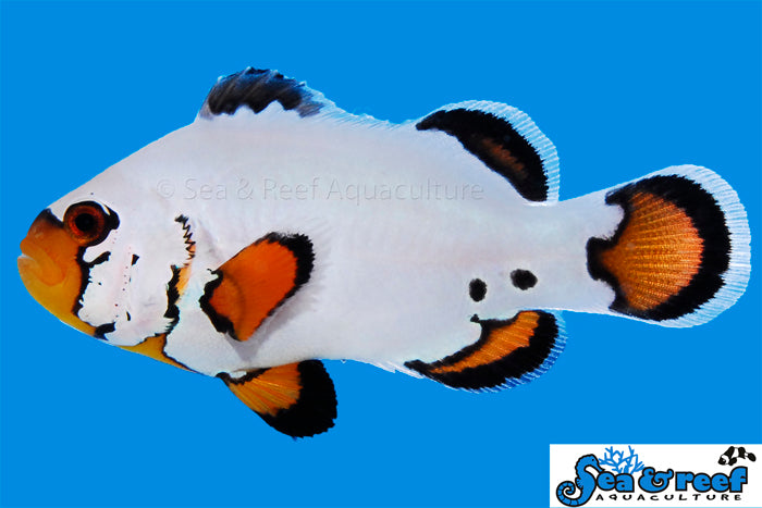 Flurry Clown - Amphiprion ocellaris – Cincinnati Coral and Aquarium