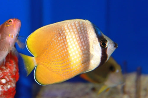 Orange (Kleins) Butterflyfish (Chaetodon kleini) – Cincinnati Coral and ...