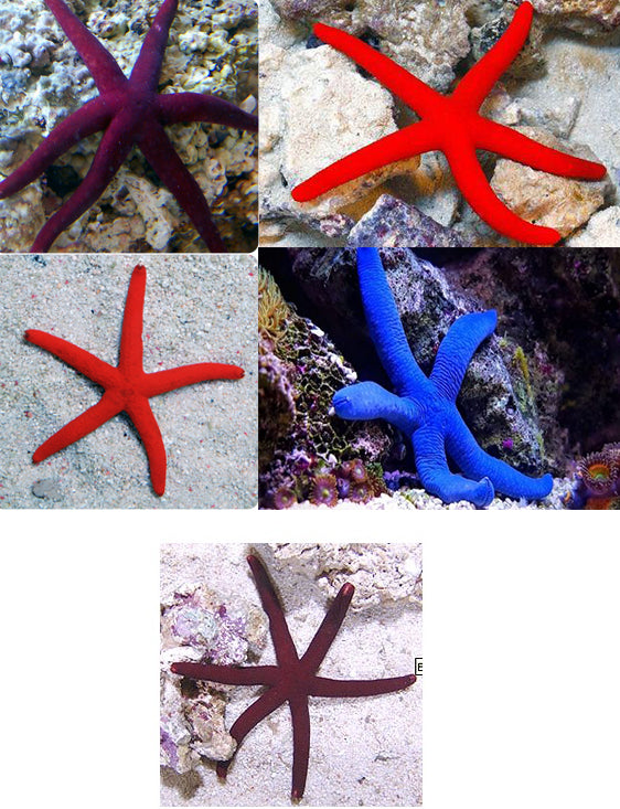 Linckia Sea Star - (Linckia teres) (Linckia laevigata) (Echinaster sp ...