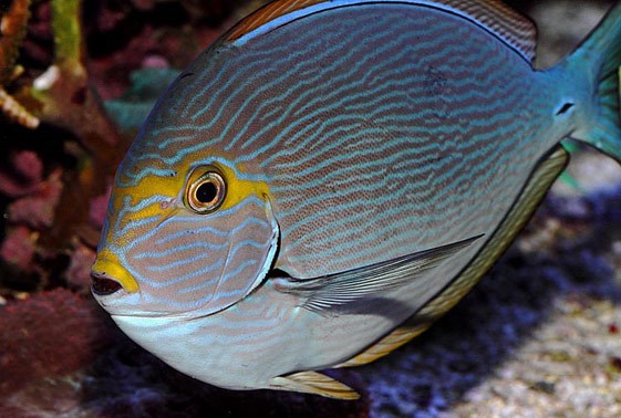 Mata Tang - Acanthurus mata – Cincinnati Coral and Aquarium