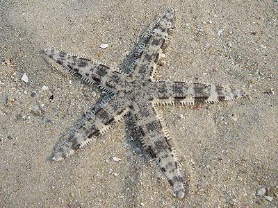 White Sand Sifting Sea Star (Astropecten polycanthus) (Astropecten typ ...